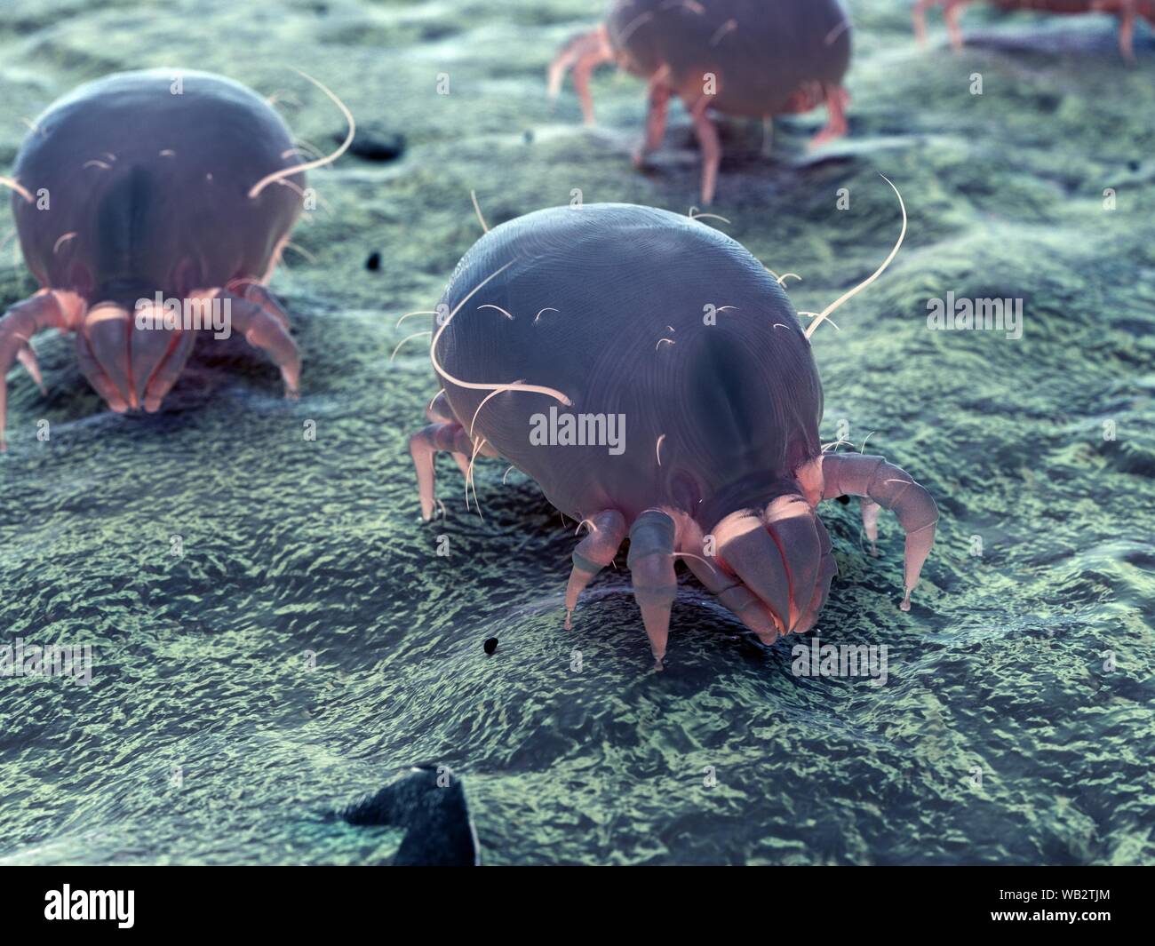 Dust mite, computer illustration Stock Photo - Alamy