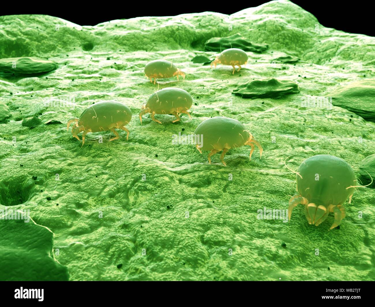 Dust mite, computer illustration Stock Photo - Alamy