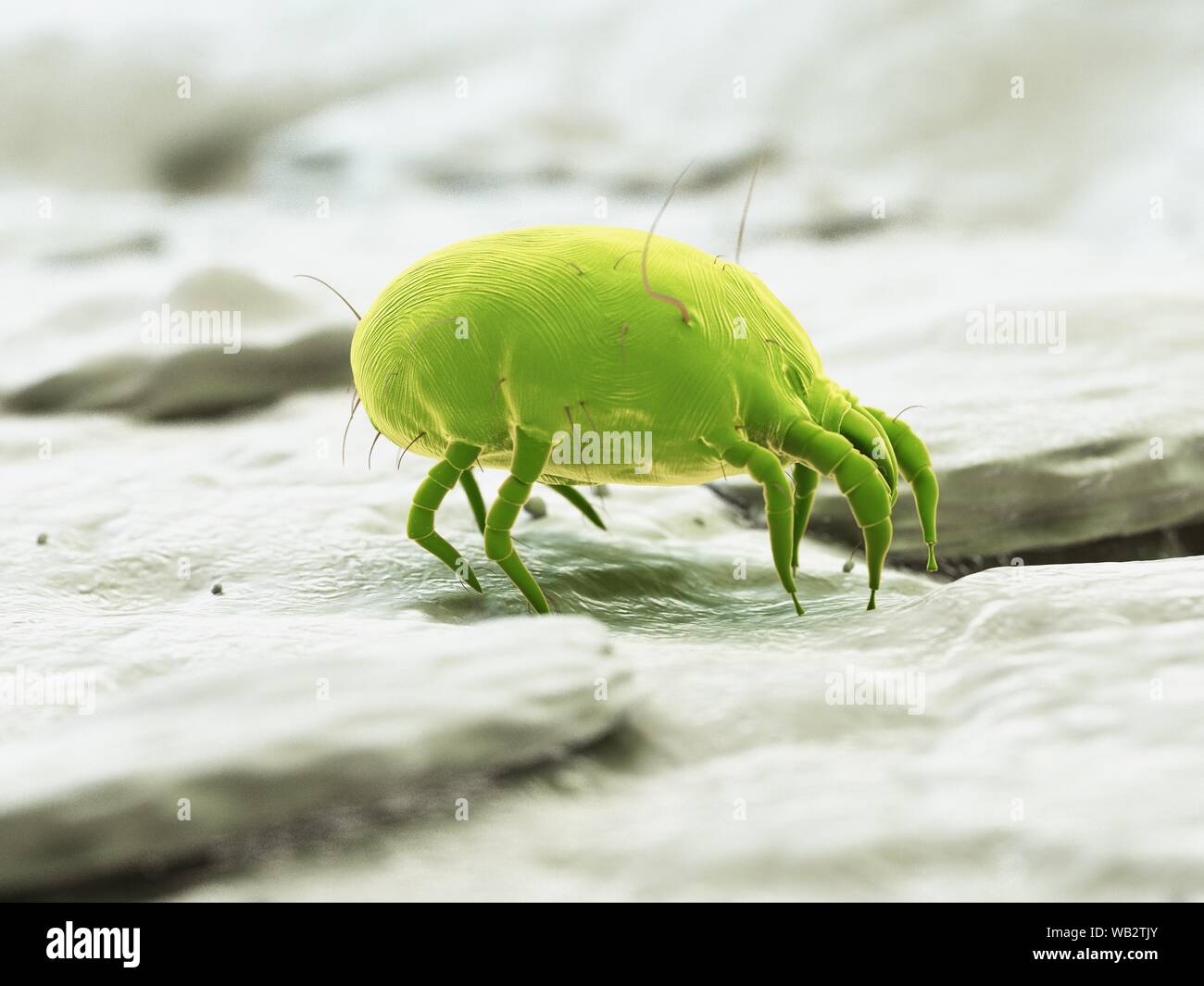Dust mite allergy hi-res stock photography and images - Alamy