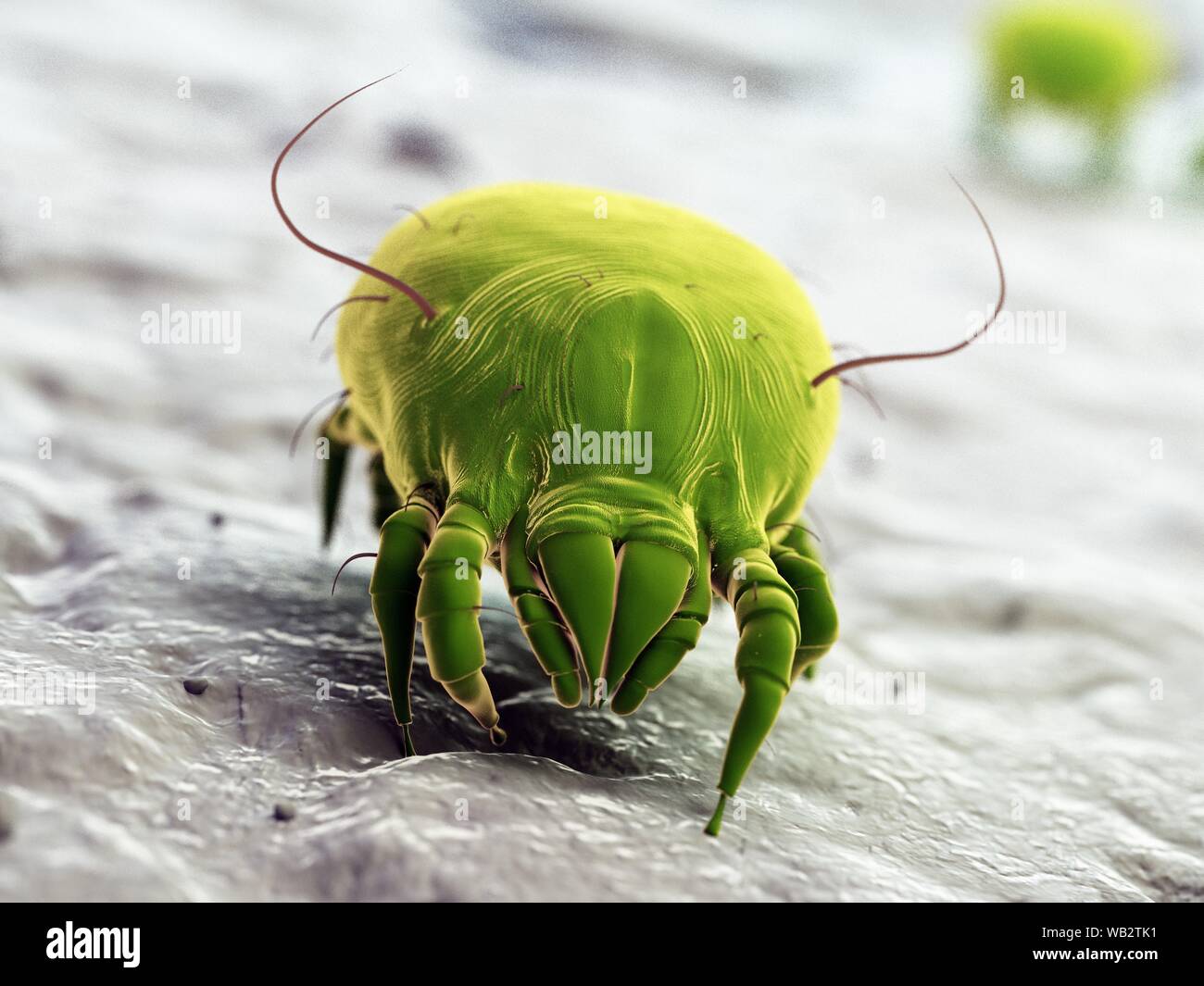 Dust mite allergy hi-res stock photography and images - Alamy