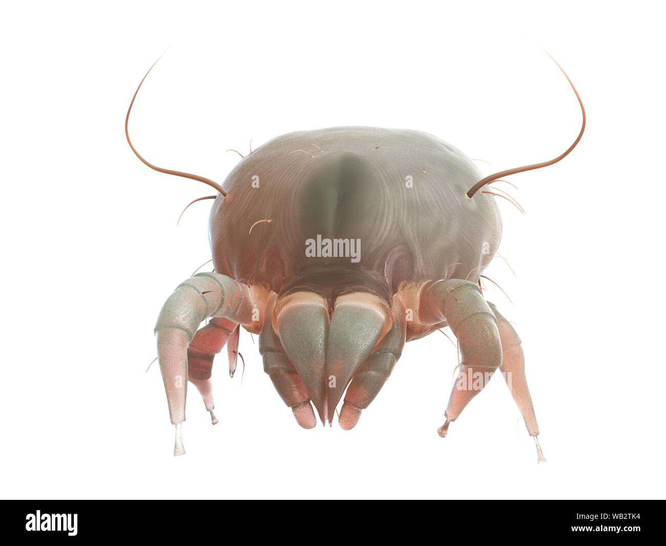Dust mite, computer illustration Stock Photo - Alamy