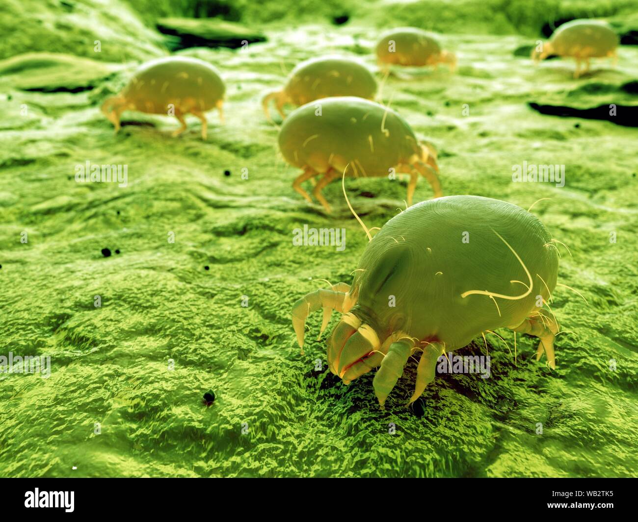 Dust mite, computer illustration Stock Photo - Alamy