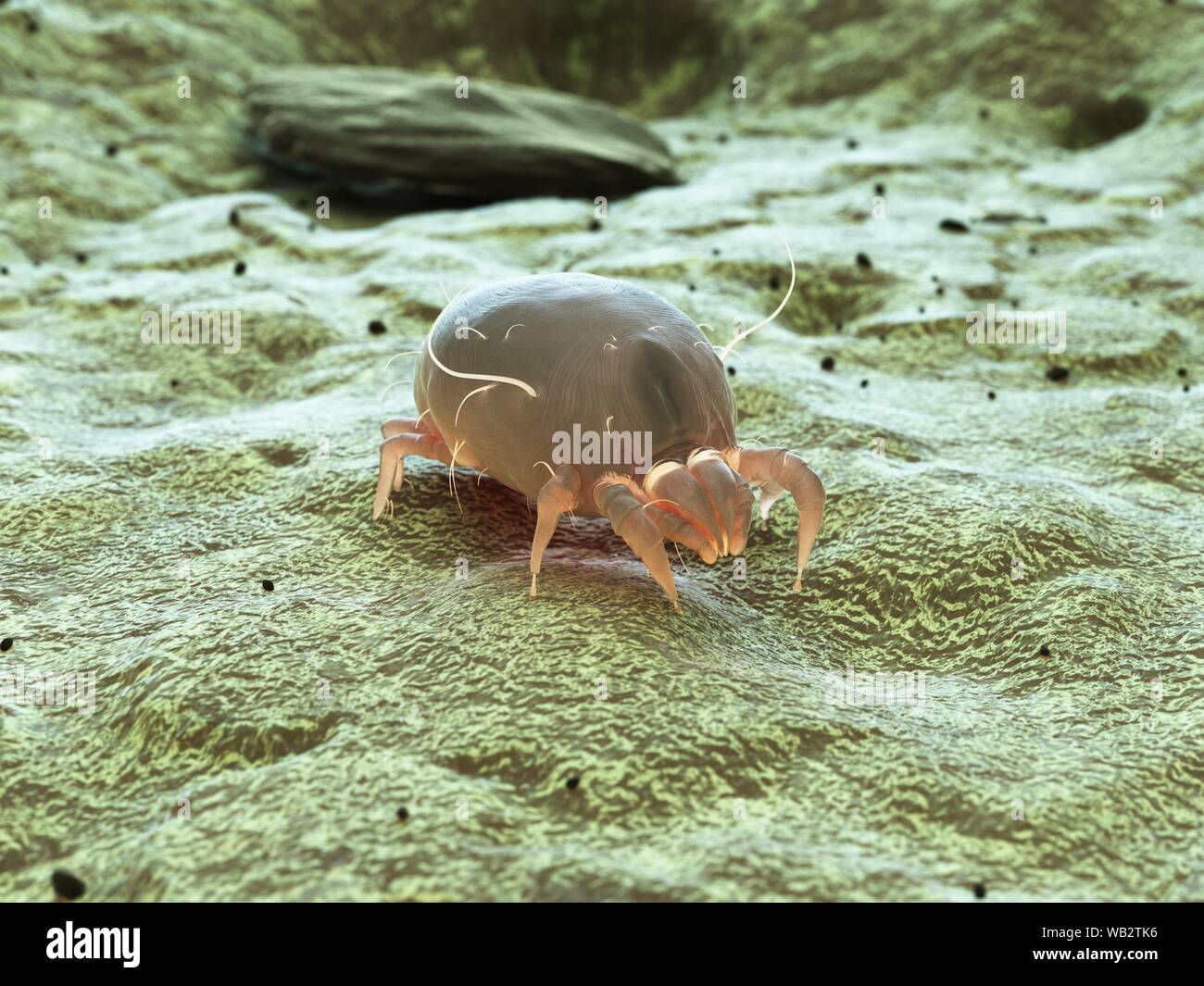 Dust mite, computer illustration Stock Photo - Alamy