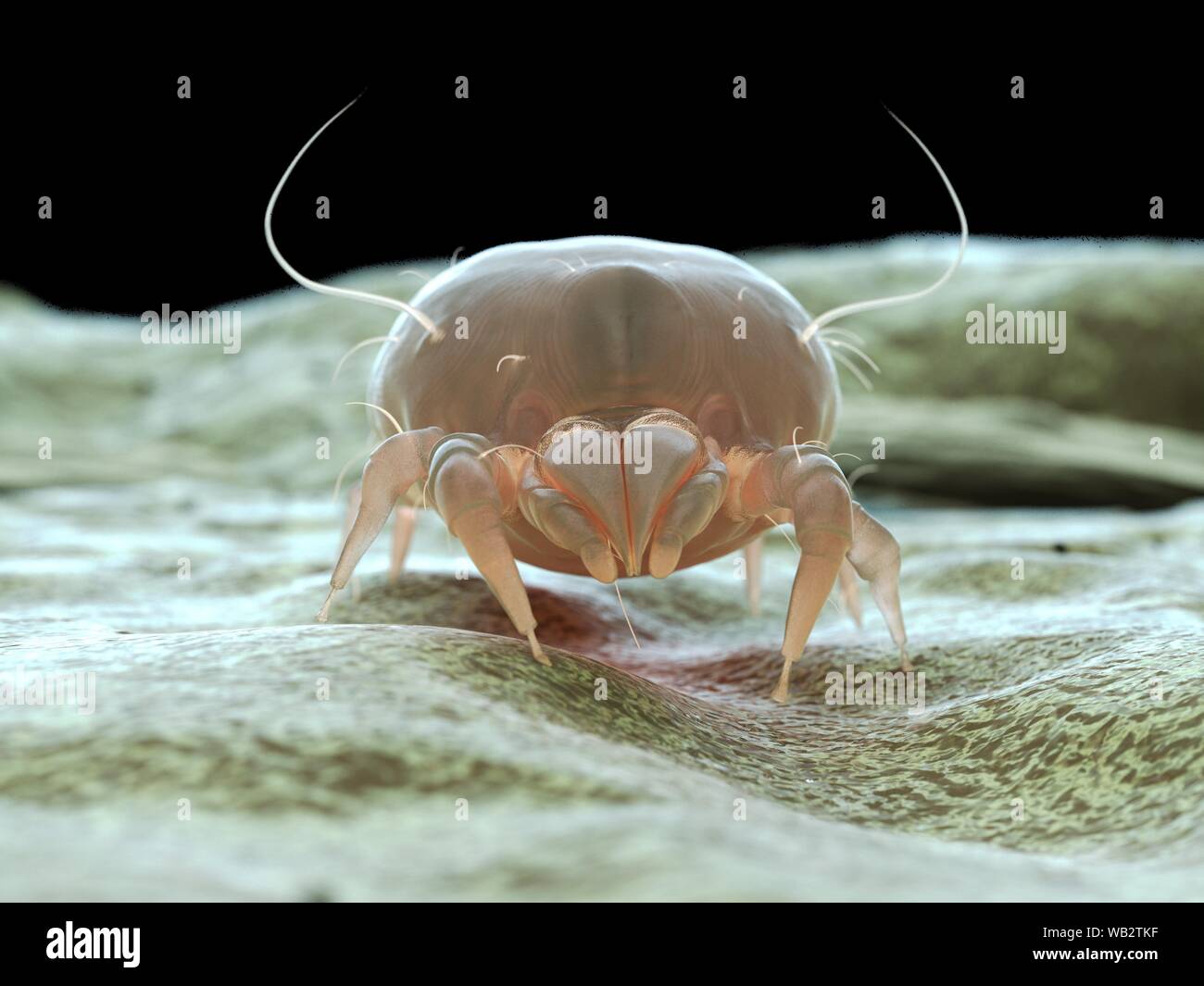 Dust mite, computer illustration Stock Photo - Alamy