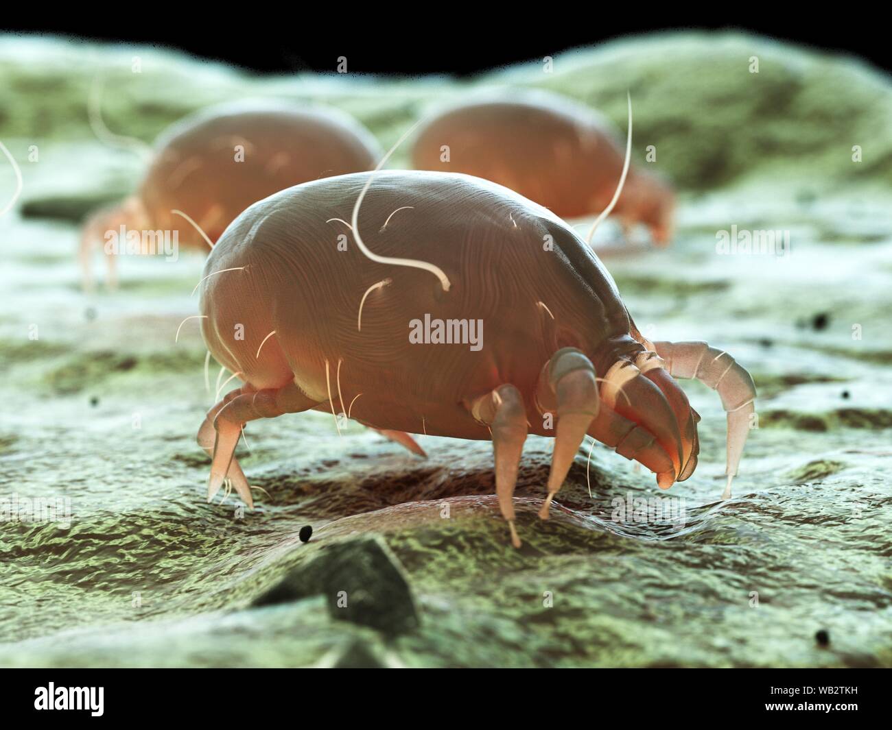 Dust mite, computer illustration Stock Photo - Alamy