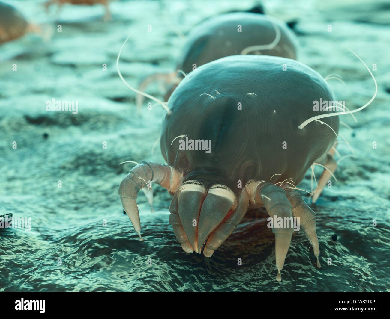 Dust mite, computer illustration Stock Photo - Alamy
