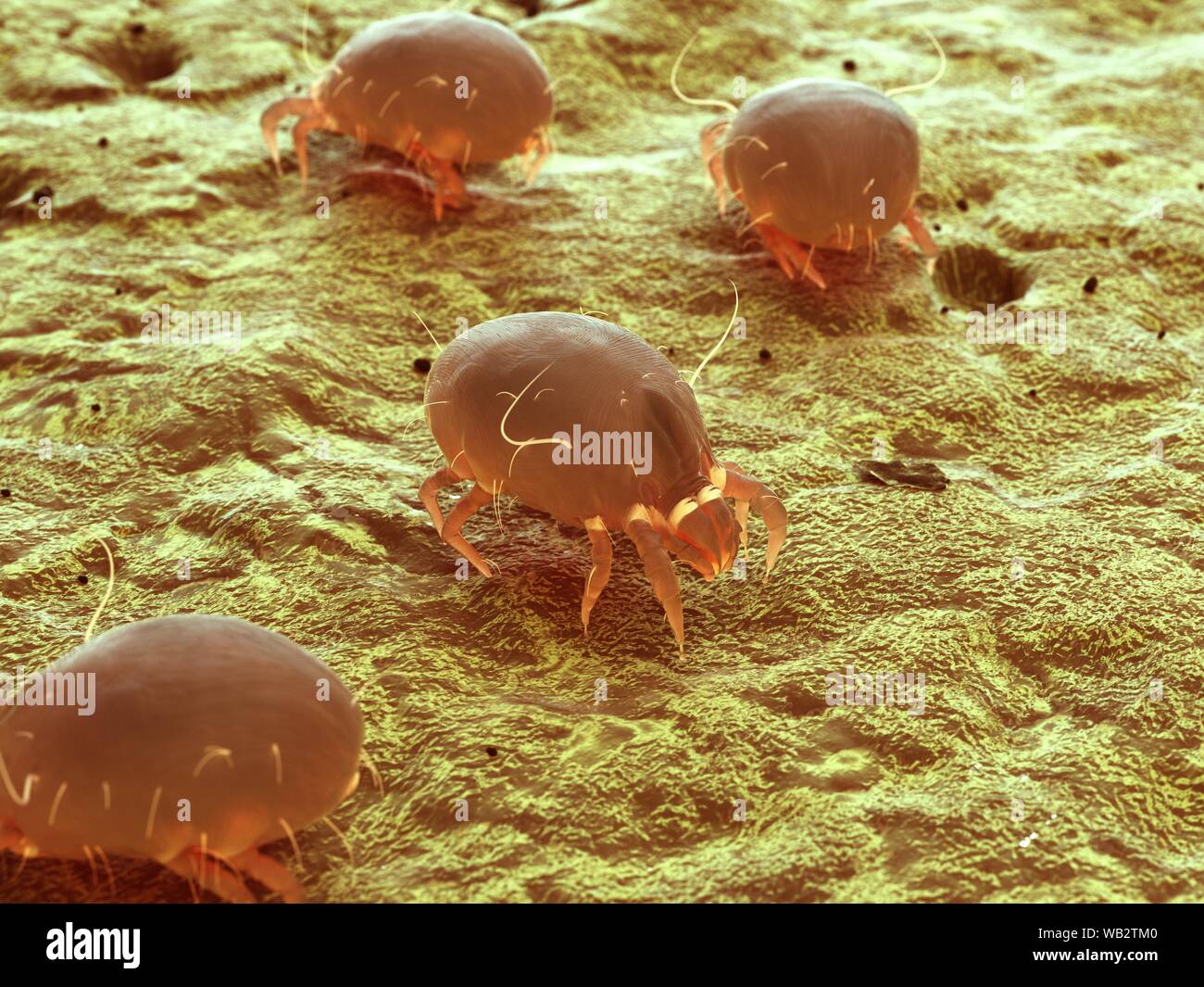 Dust mite artwork hi-res stock photography and images - Alamy