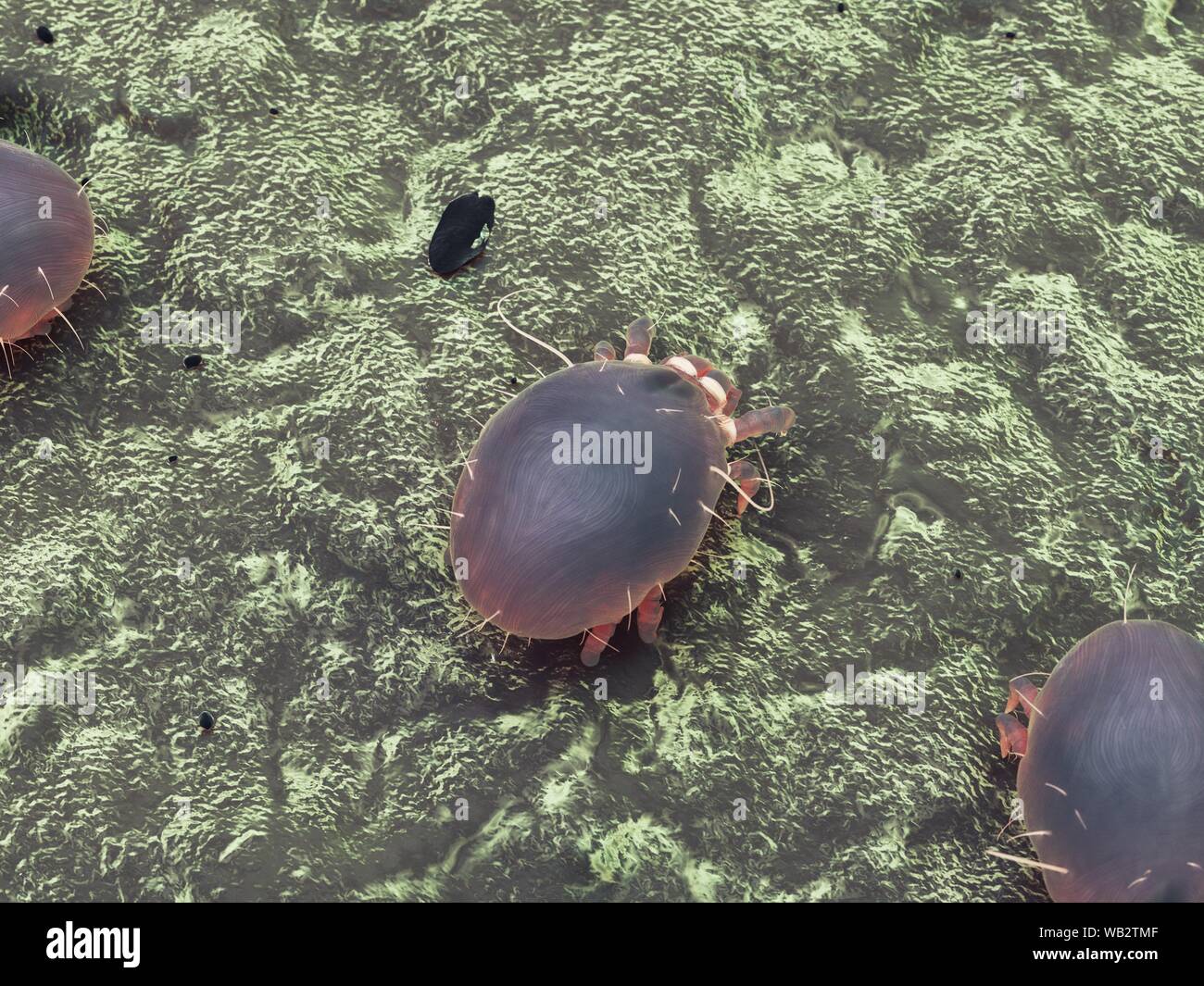 Dust mite, computer illustration Stock Photo - Alamy