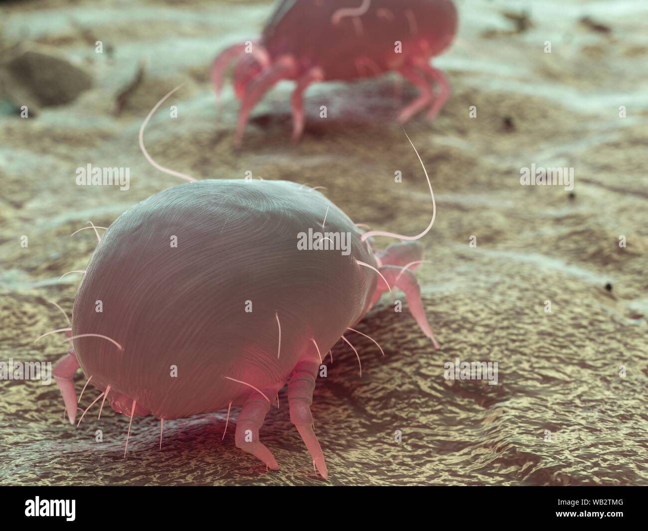 Dust mite, computer illustration Stock Photo - Alamy