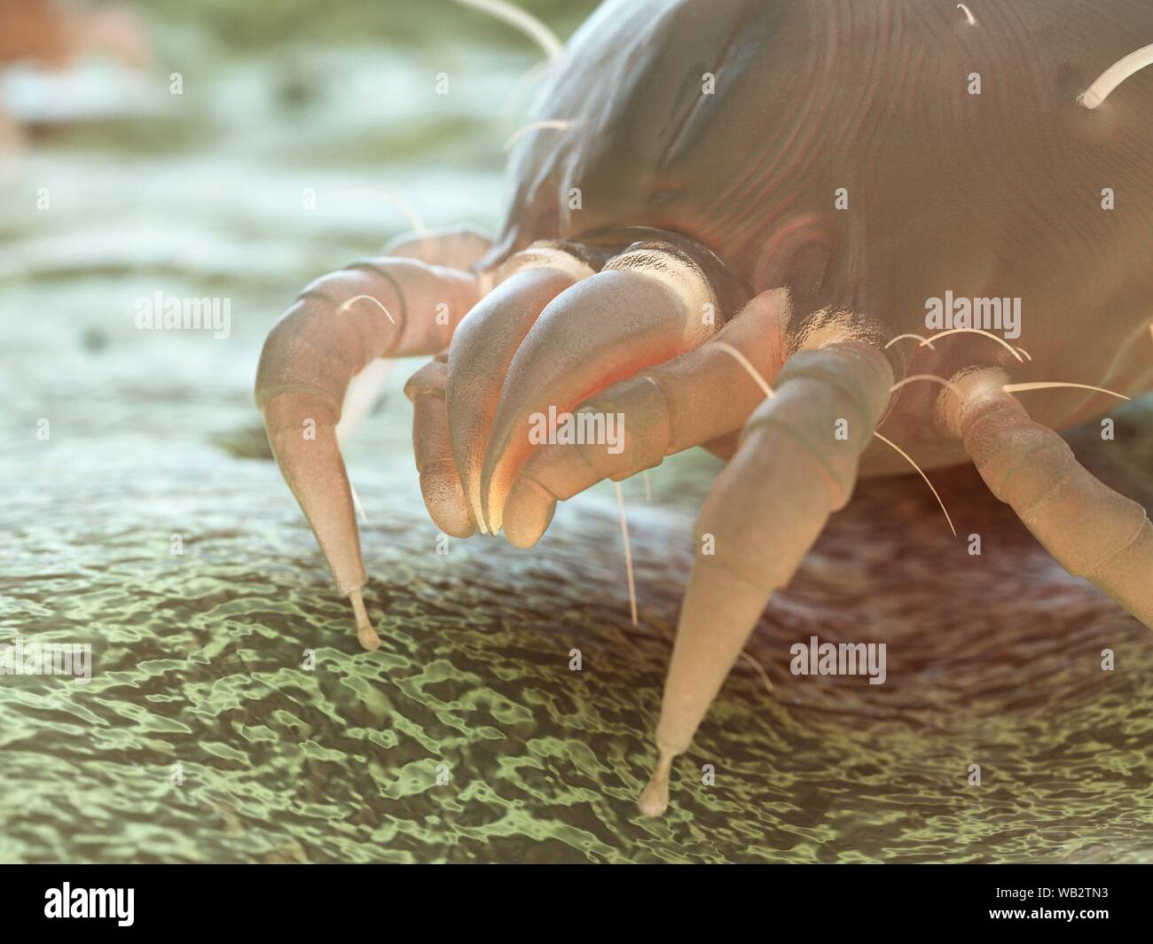Dust mite, computer illustration Stock Photo - Alamy
