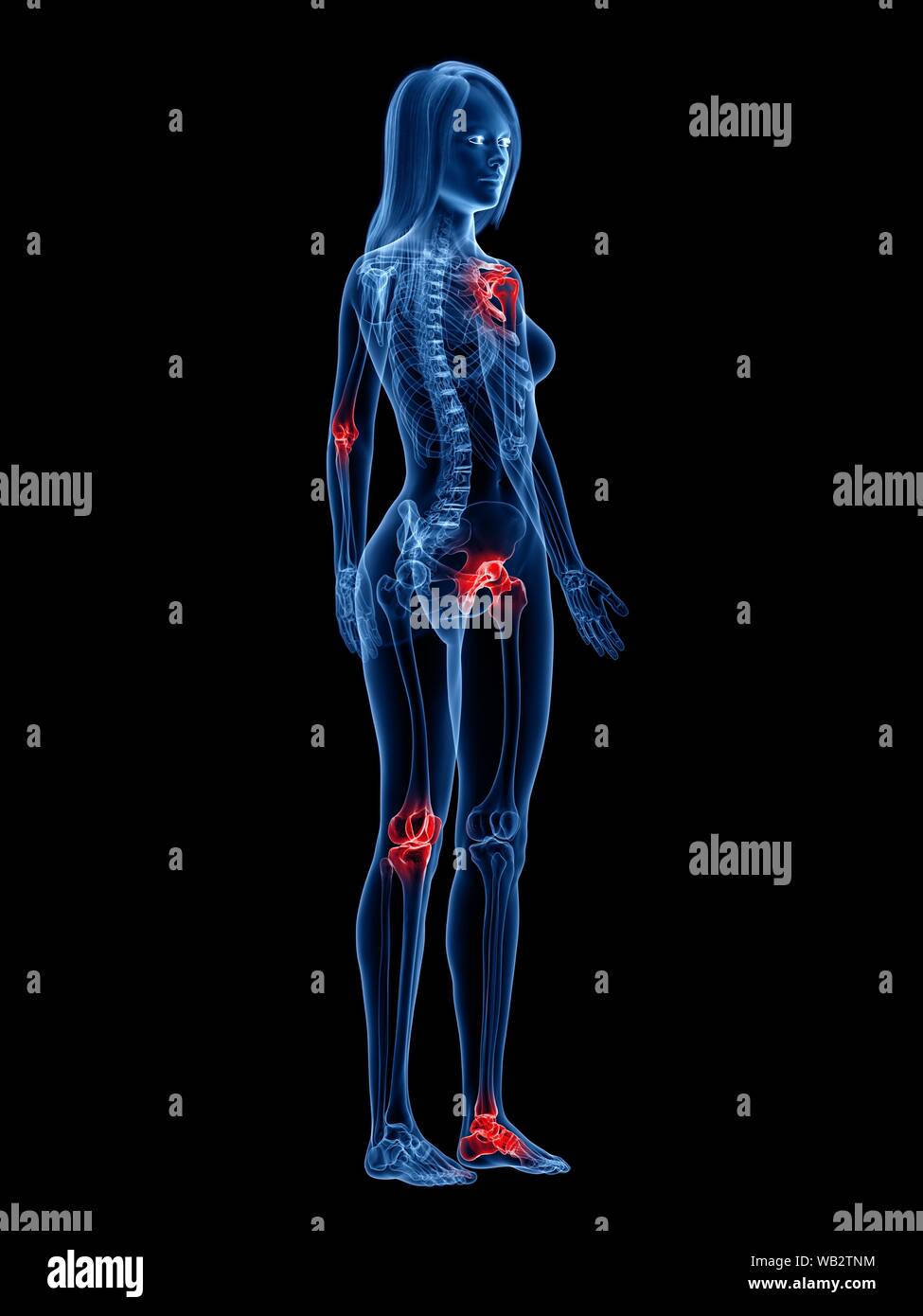 Female skeletal joints hi-res stock photography and images - Alamy