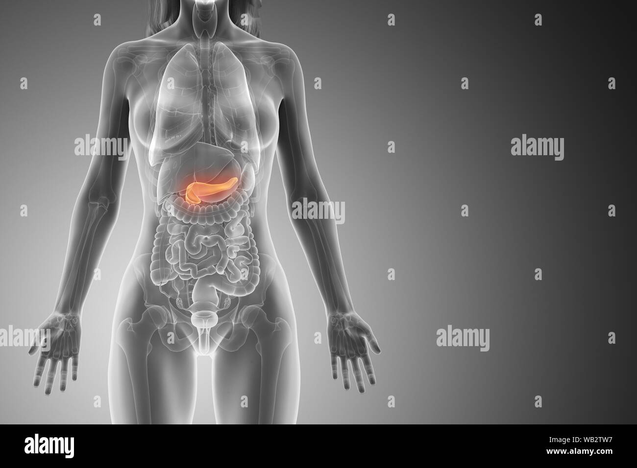 Pancreas, computer illustration Stock Photo - Alamy