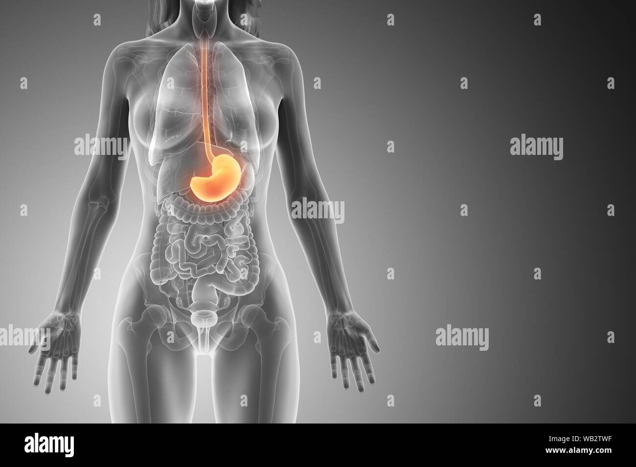 Stomach, computer illustration Stock Photo - Alamy