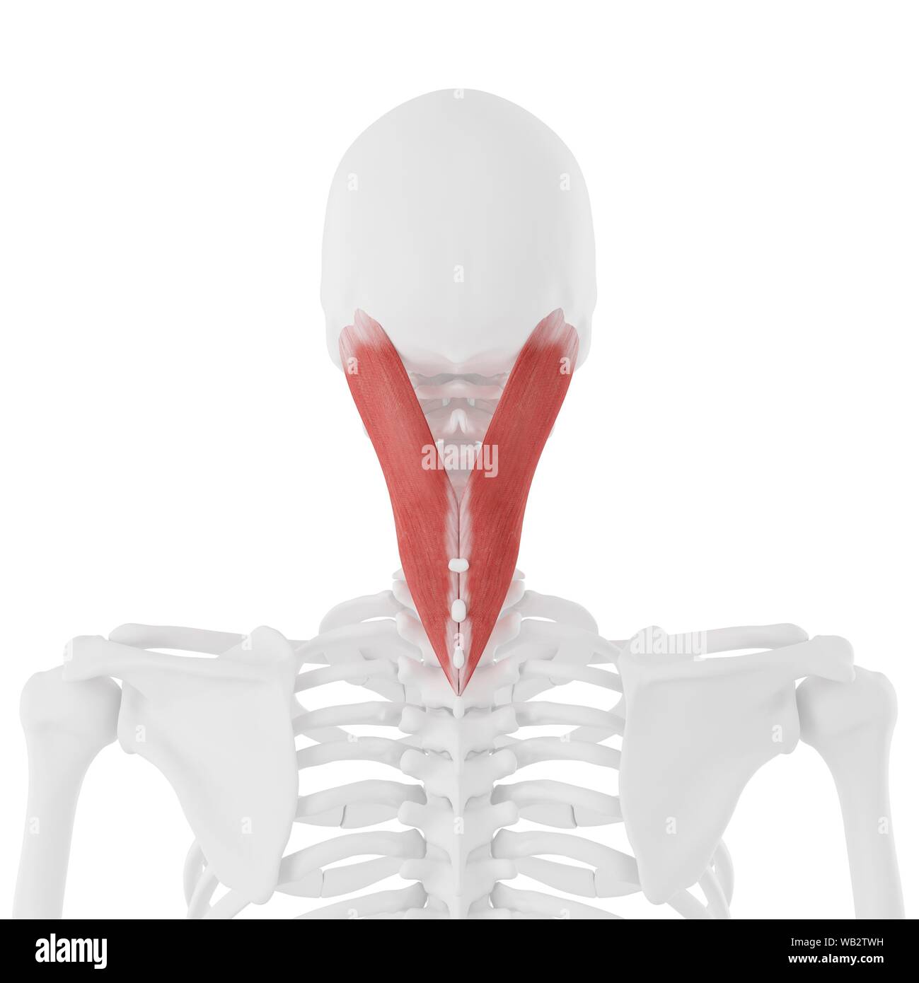 Splenius capitis muscle, computer illustration Stock Photo - Alamy