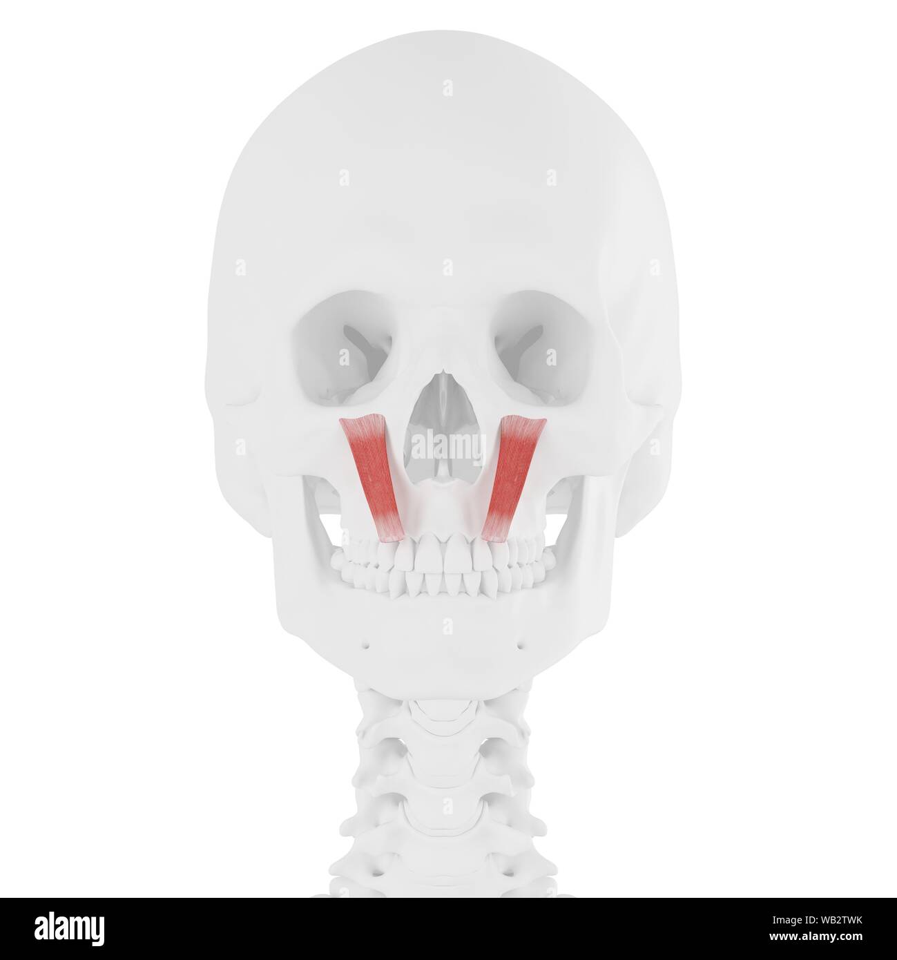 Levator labii superioris muscle, computer illustration Stock Photo - Alamy