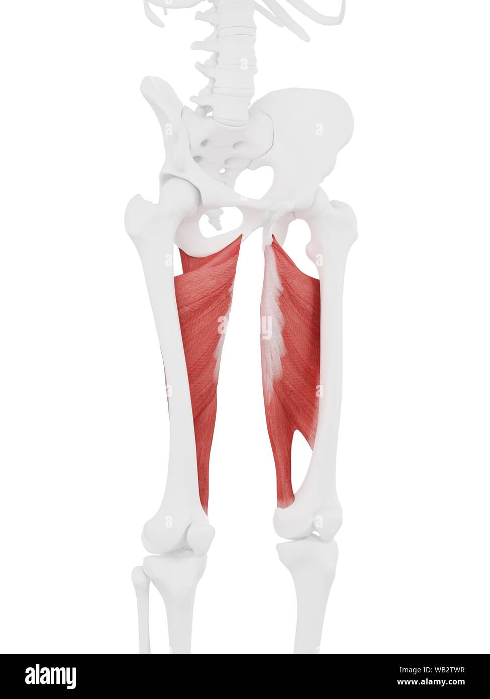 Adductor magnus muscle, computer illustration Stock Photo - Alamy