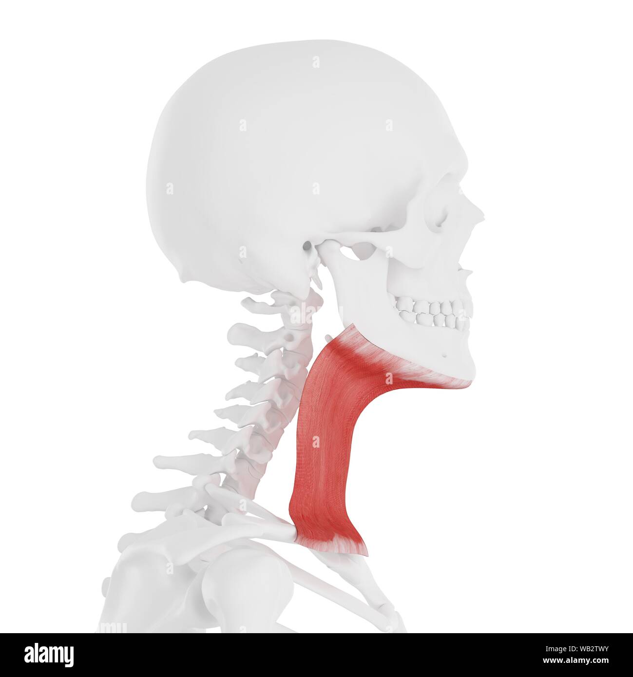 Platysma muscle, computer illustration Stock Photo - Alamy