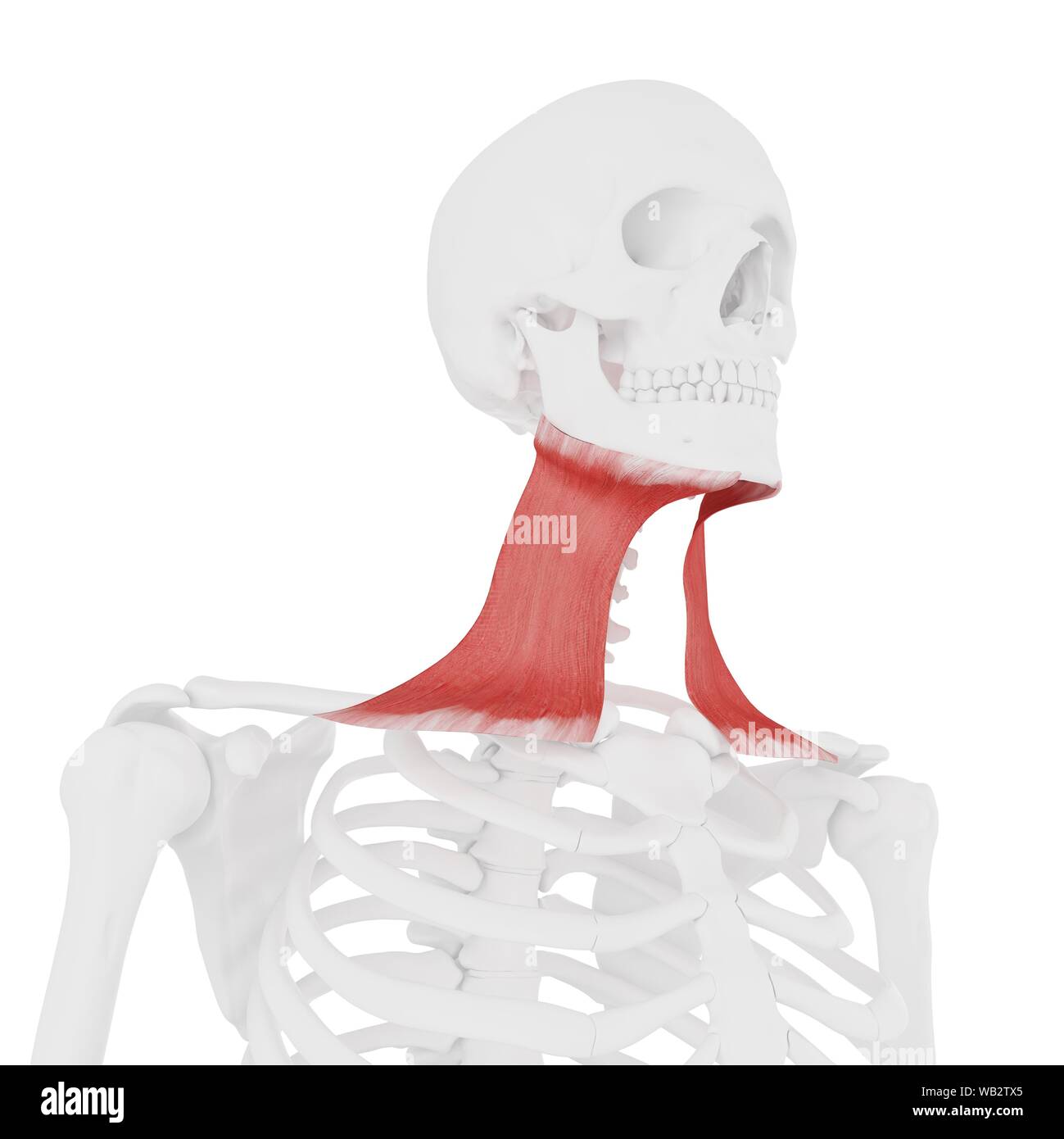 Platysma muscle, computer illustration Stock Photo - Alamy
