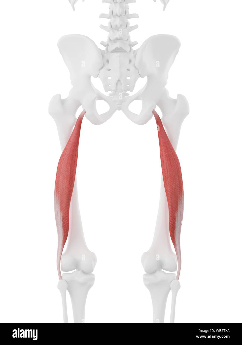 Biceps femoris longus muscle, computer illustration Stock Photo - Alamy