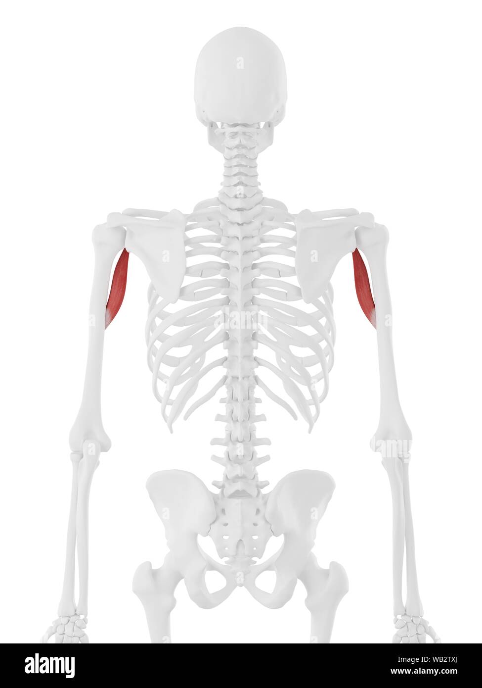 Coracobrachialis hi-res stock photography and images - Alamy