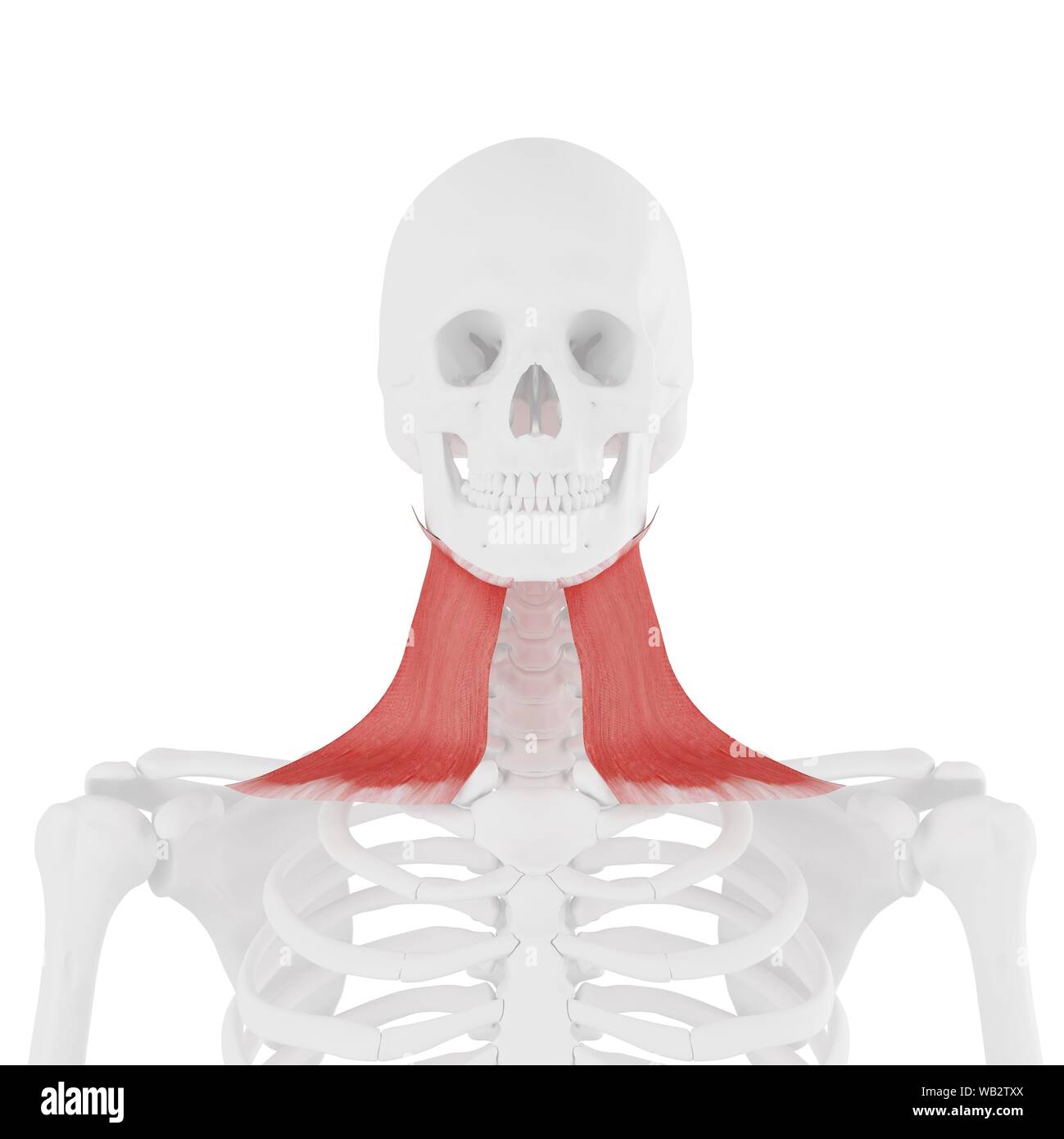 Platysma muscle, computer illustration Stock Photo - Alamy