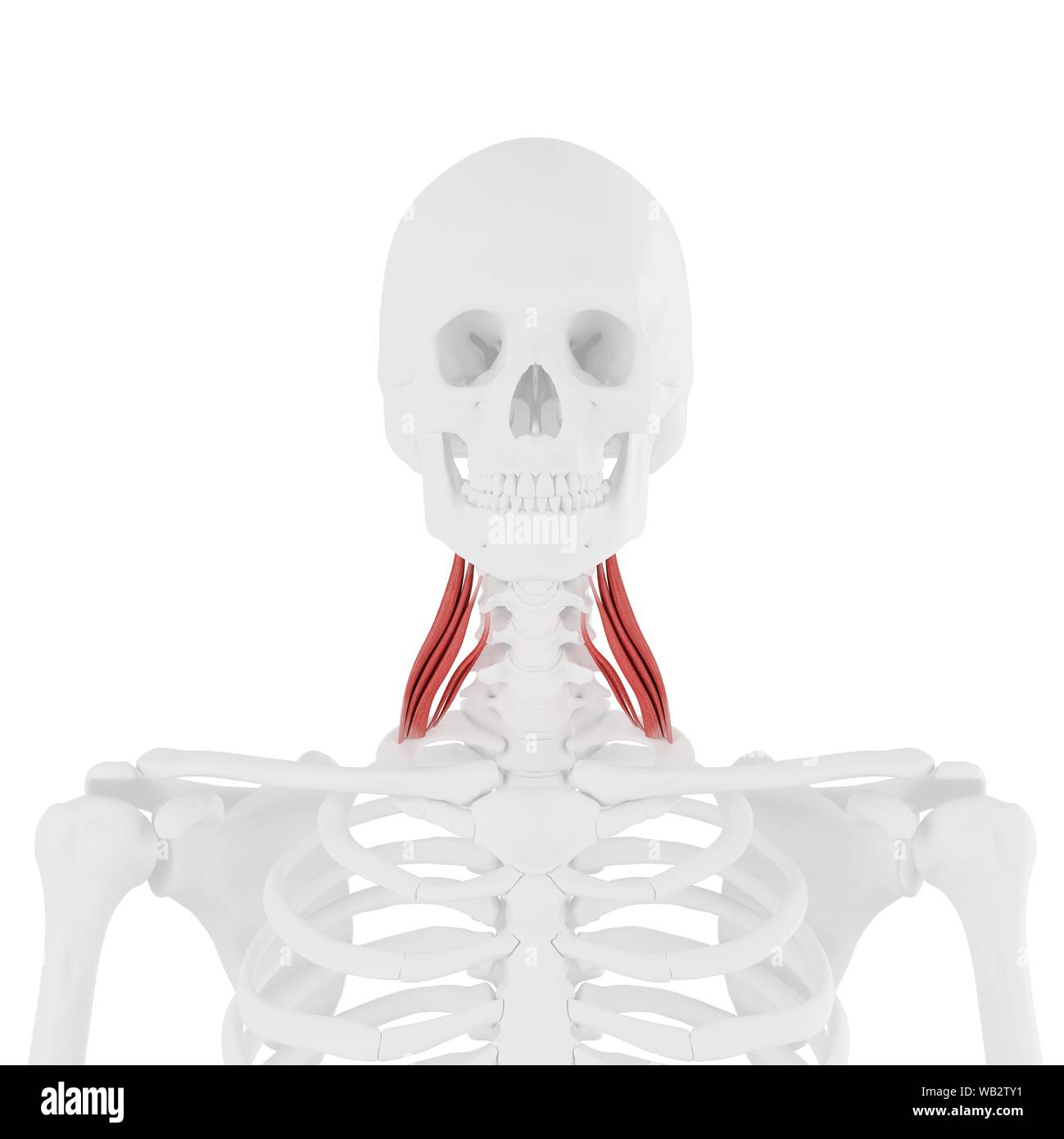 Middle scalene muscle, computer illustration Stock Photo - Alamy