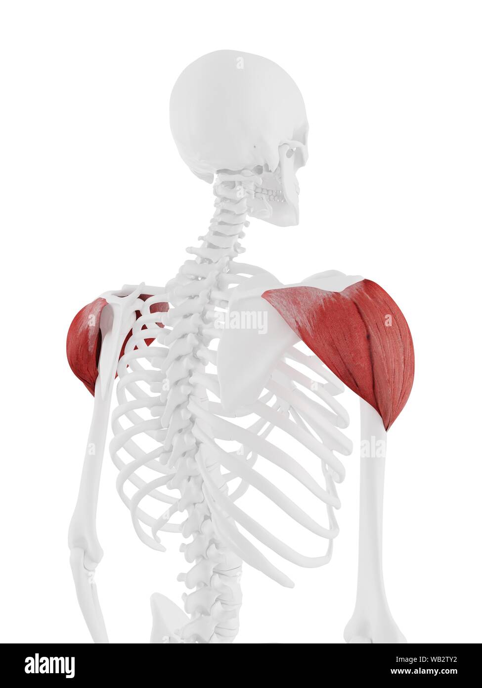 Skeletal superficial muscle hi-res stock photography and images - Alamy