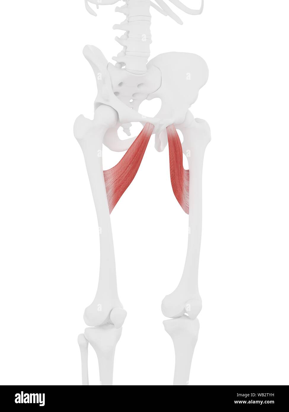 Adductor brevis muscle, computer illustration Stock Photo - Alamy