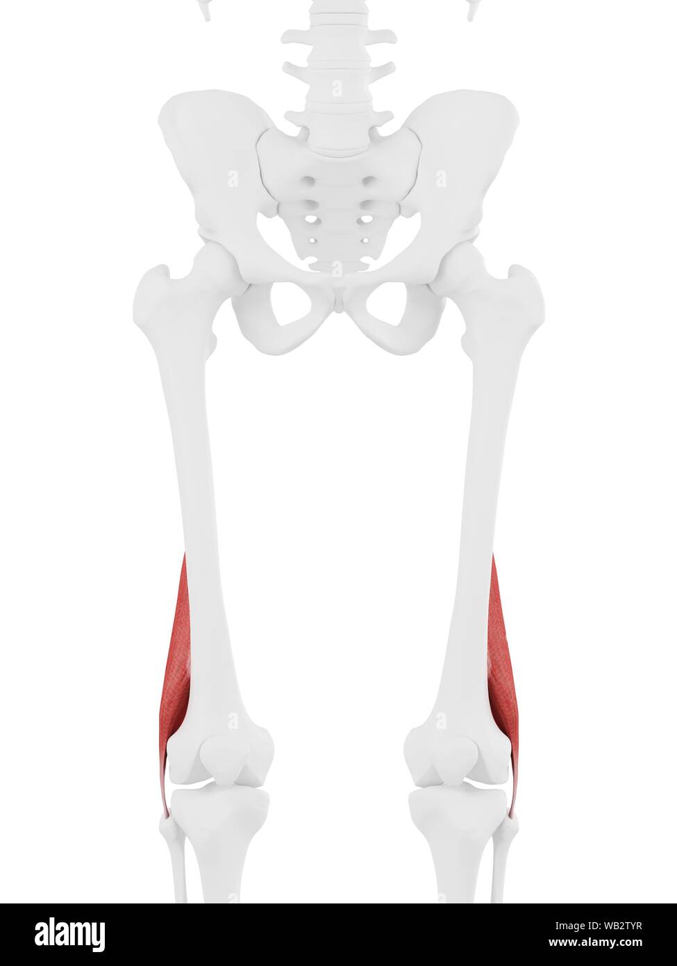 Short biceps femoris muscle, computer illustration Stock Photo - Alamy