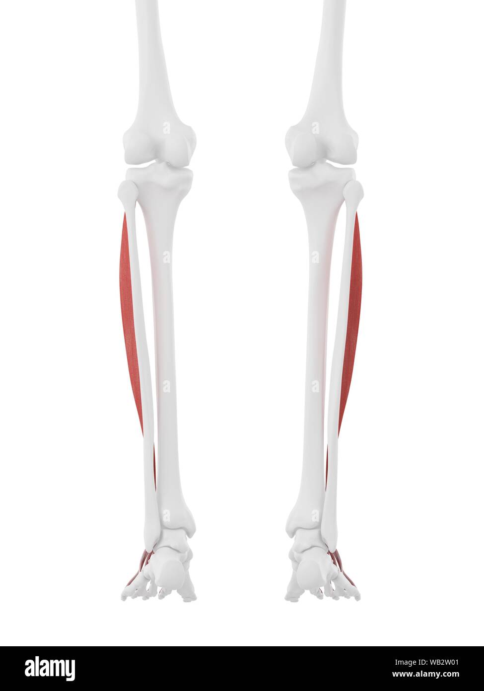 Extensor digitorum longus muscle, computer illustration Stock Photo - Alamy