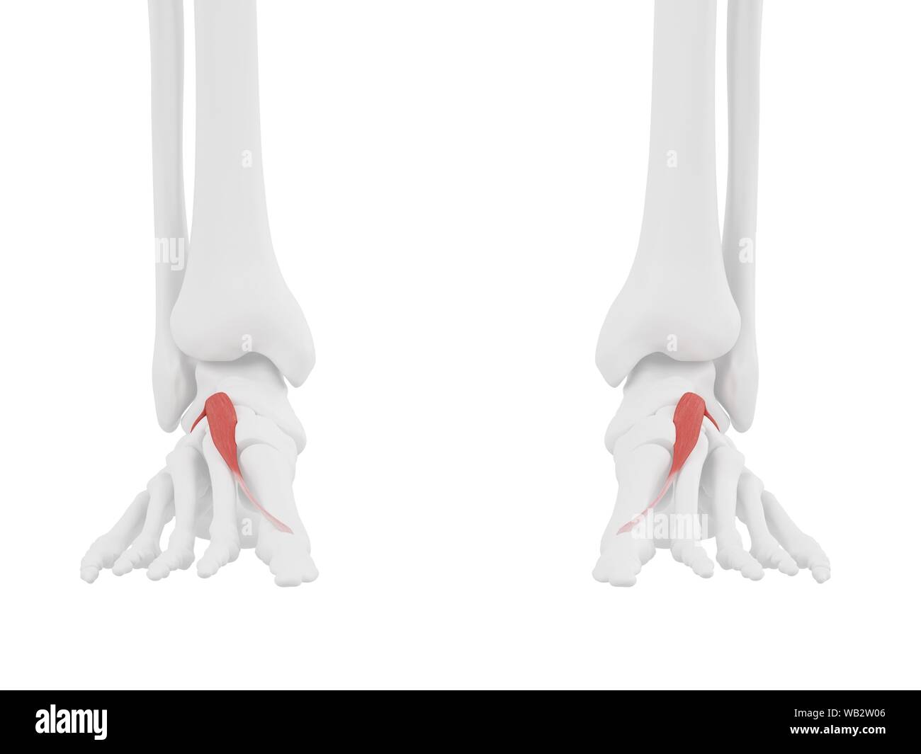 Extensor hallucis brevis muscle, computer illustration Stock Photo - Alamy