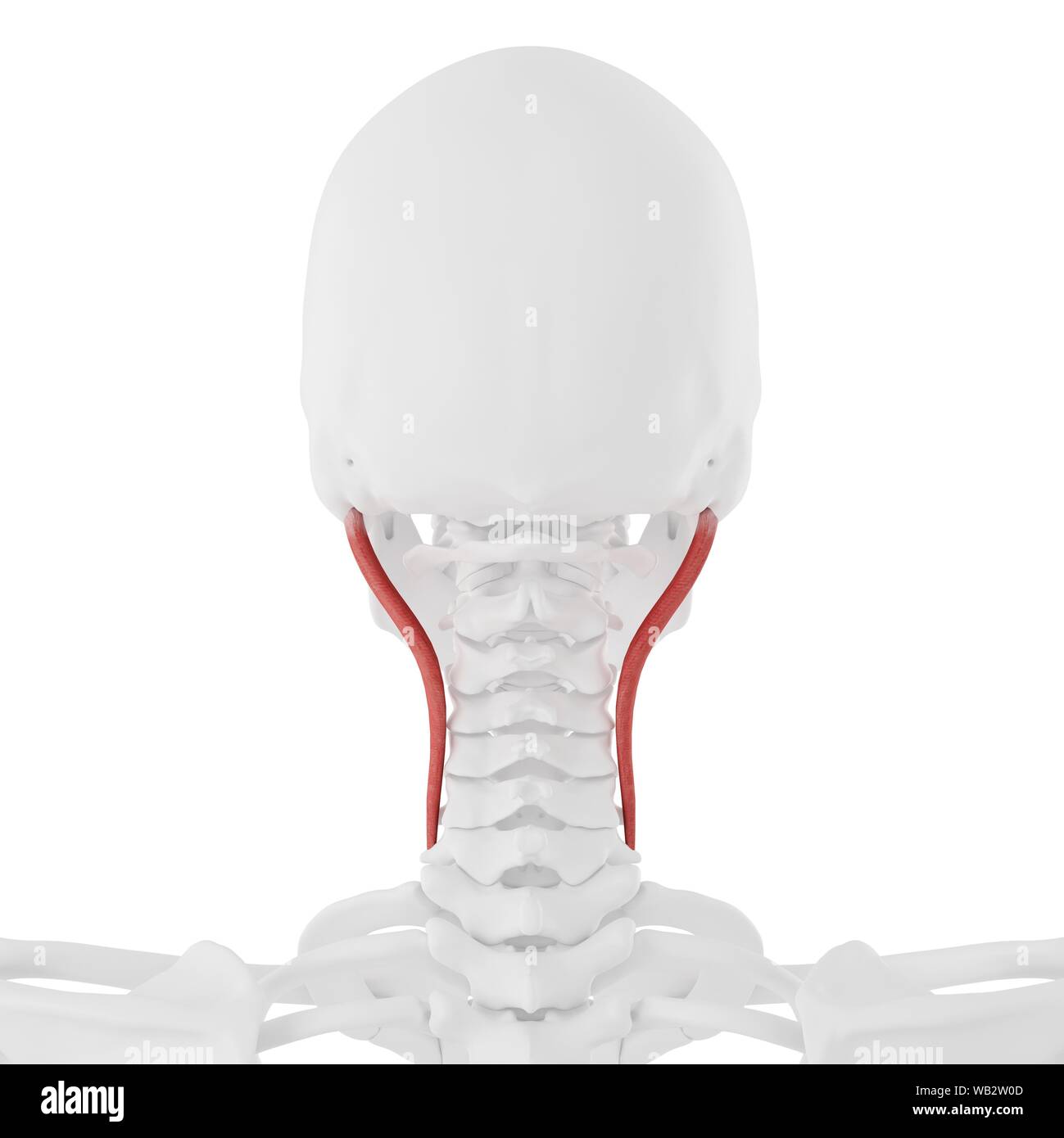 Longissimus Capitis High Resolution Stock Photography and Images - Alamy