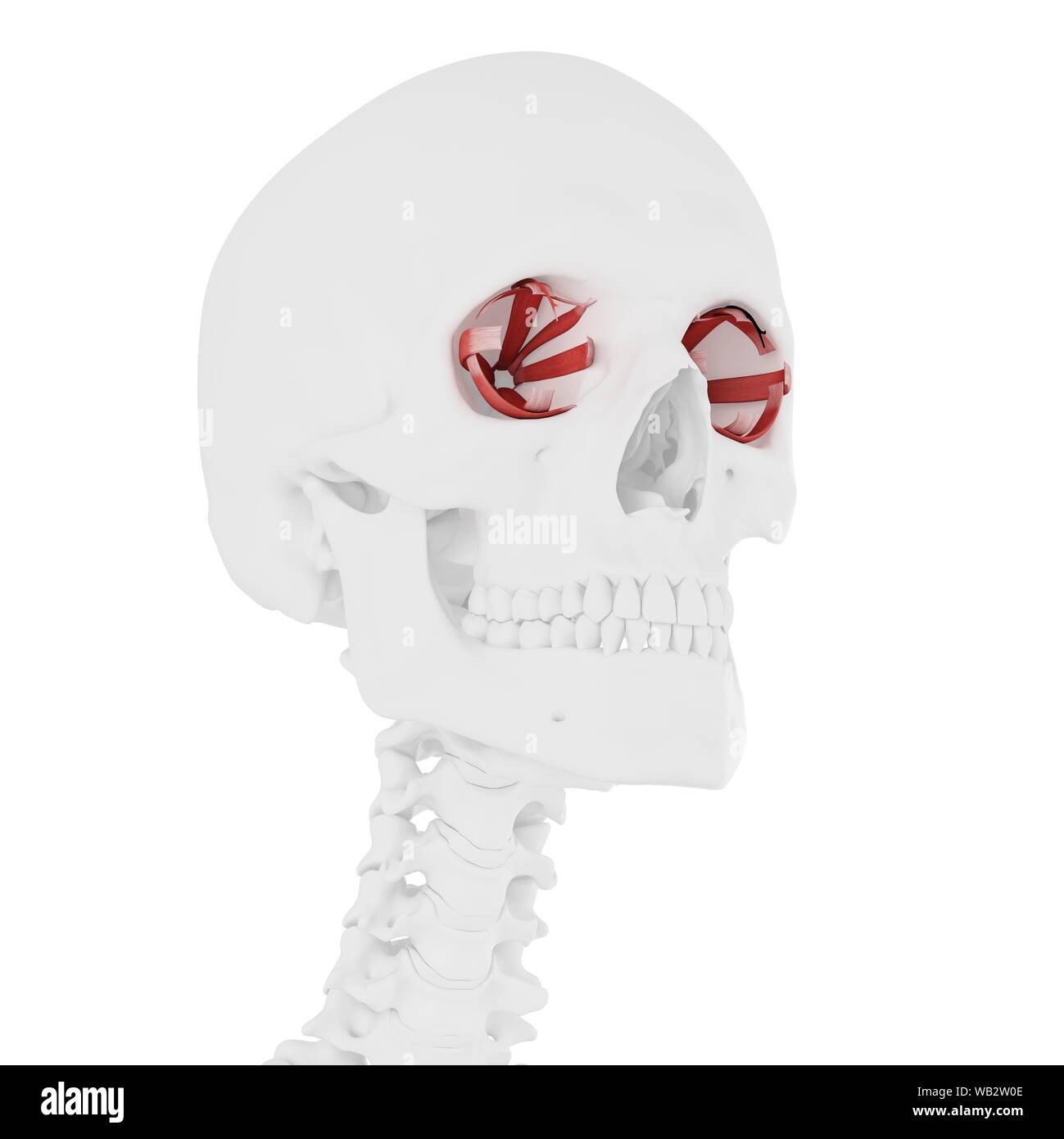 Skull computer artwork Cut Out Stock Images & Pictures - Alamy