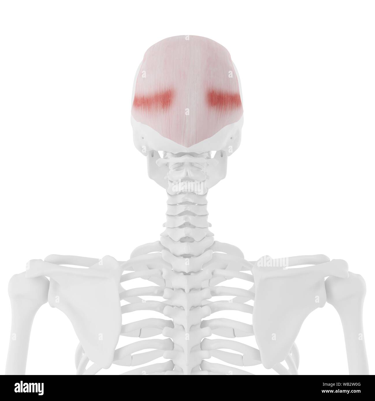Frontalis muscle, computer illustration Stock Photo - Alamy