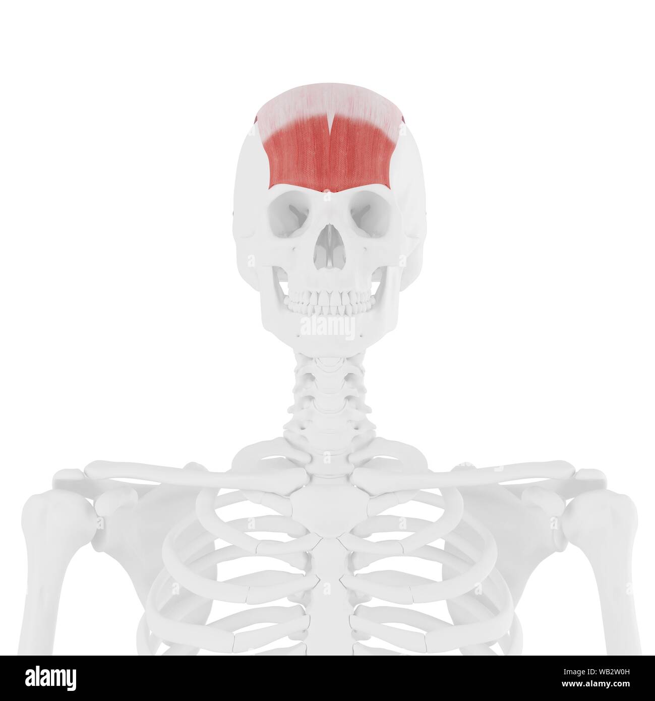Illustration frontalis muscle hi-res stock photography and images - Alamy