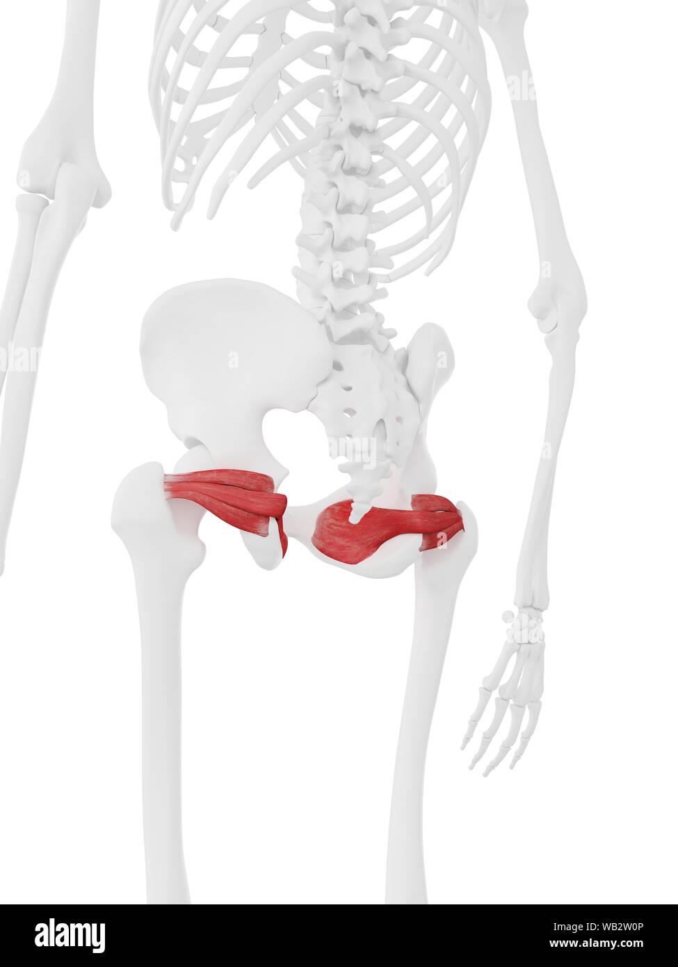 Gemellus muscles, computer illustration Stock Photo - Alamy