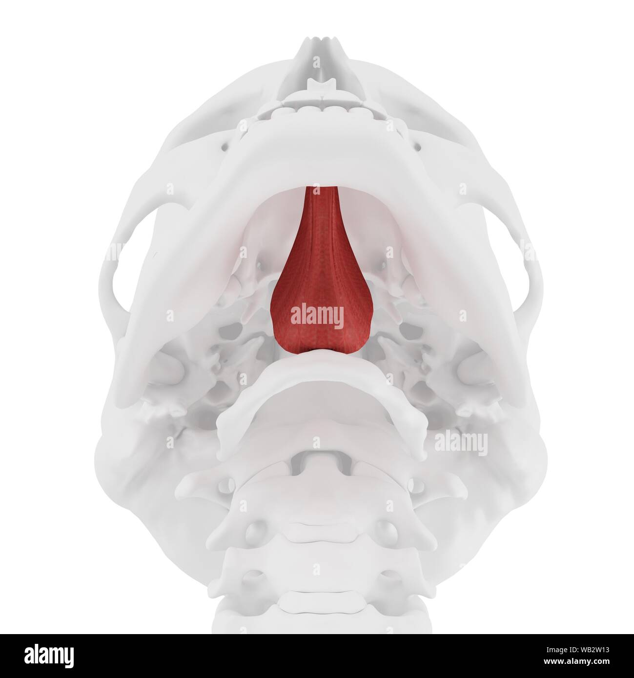 Genioglossus muscle, computer illustration Stock Photo - Alamy