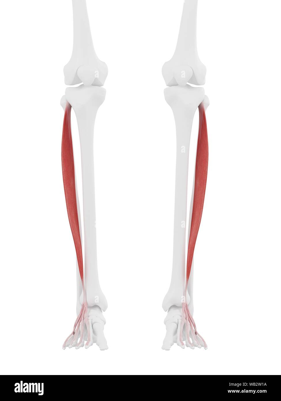 Extensor digitorum longus muscle, computer illustration Stock Photo - Alamy