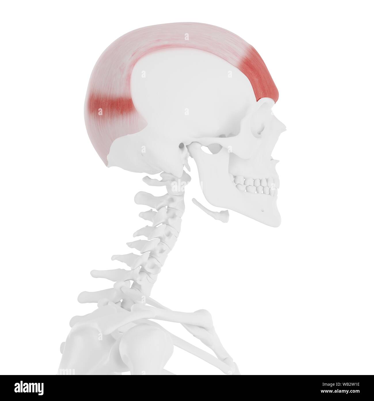 Frontalis muscle, computer illustration Stock Photo - Alamy