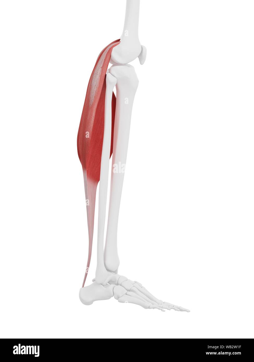 Gastrocnemius muscle hi-res stock photography and images - Alamy