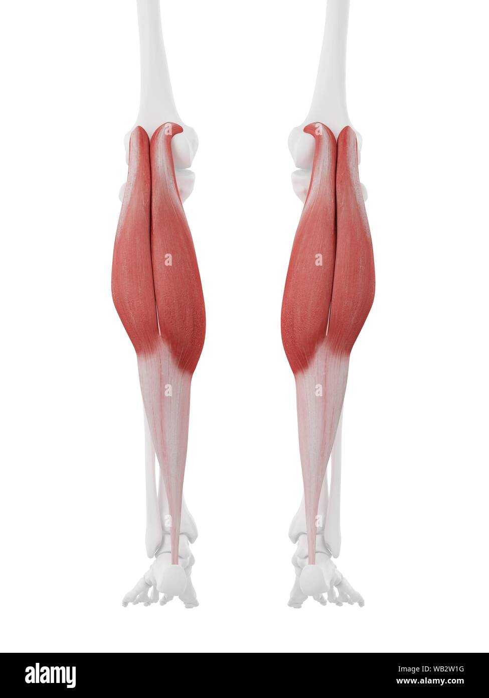 Gastrocnemius muscle, computer illustration Stock Photo - Alamy