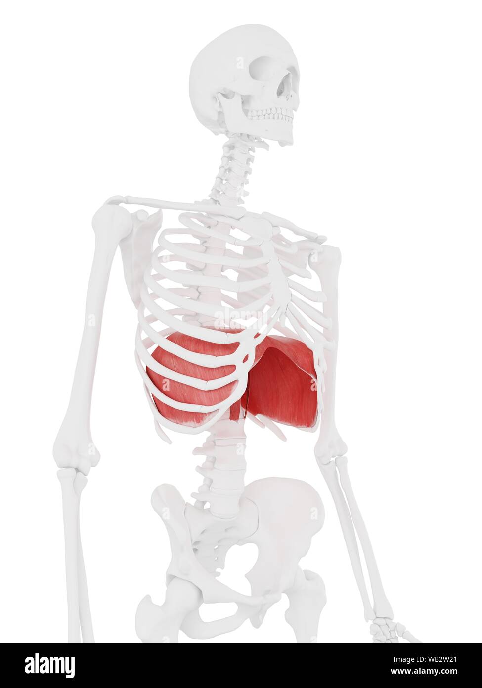 Human chest diagram Cut Out Stock Images & Pictures - Alamy