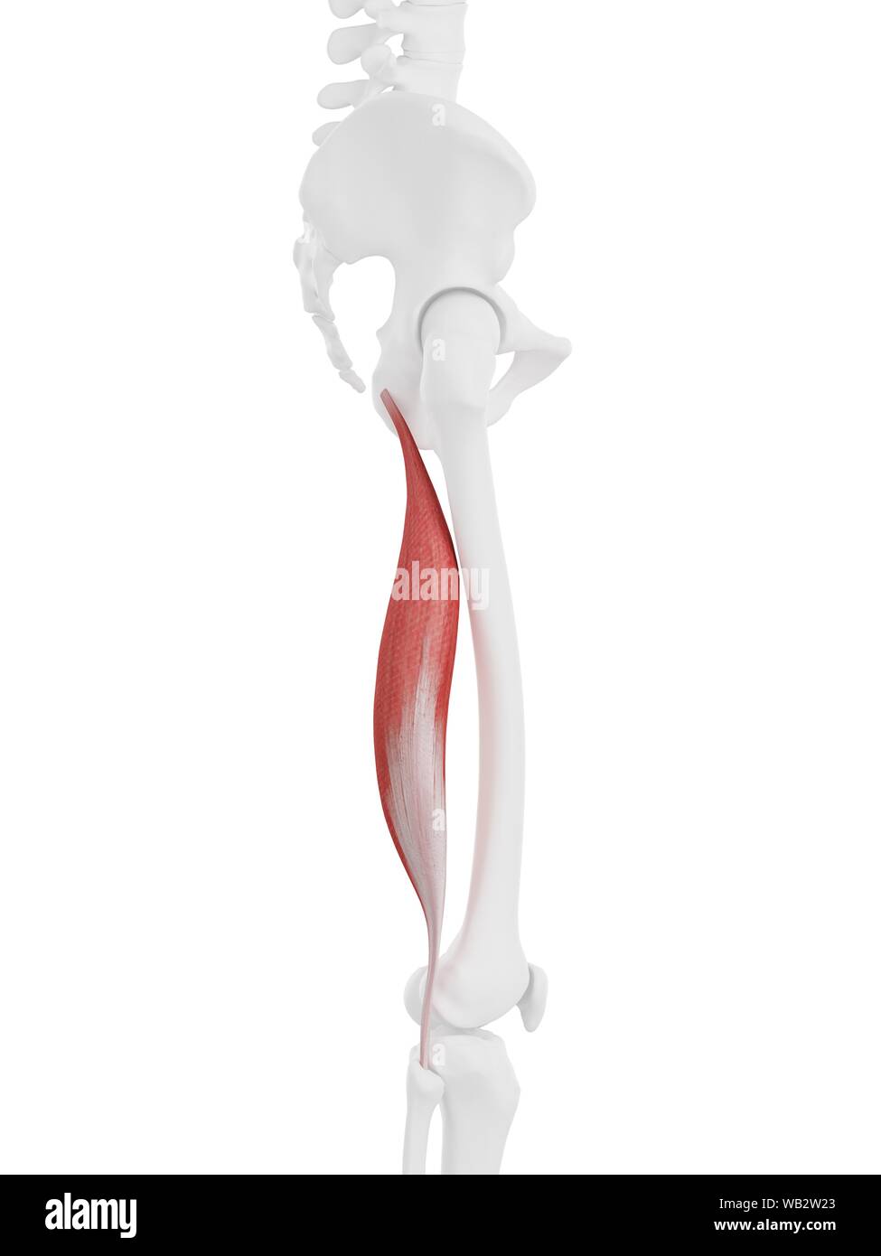 Biceps femoris longus muscle, computer illustration Stock Photo - Alamy