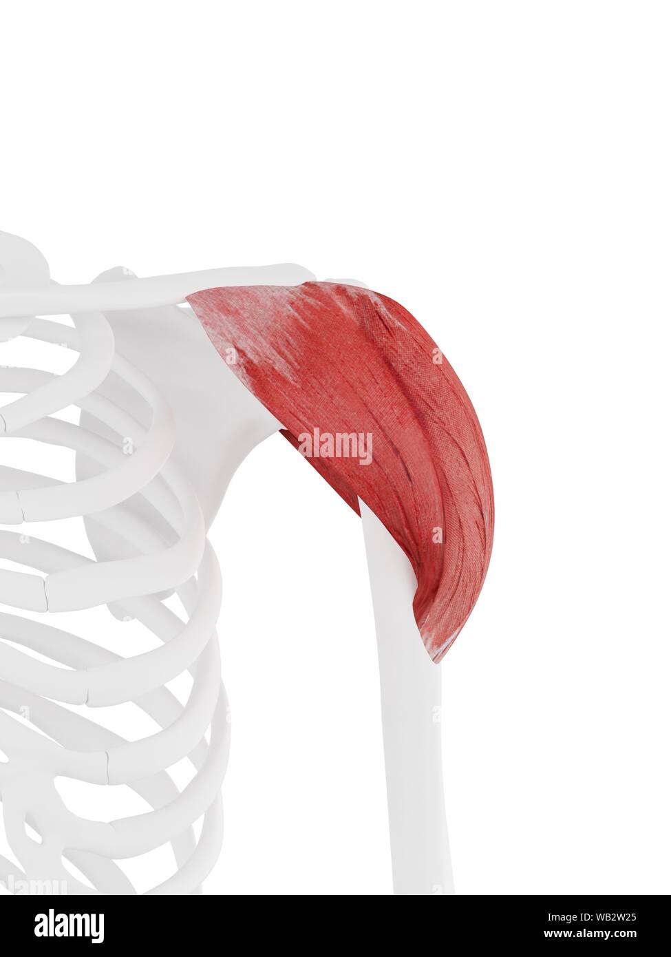 Anterior deltoid Cut Out Stock Images & Pictures - Alamy