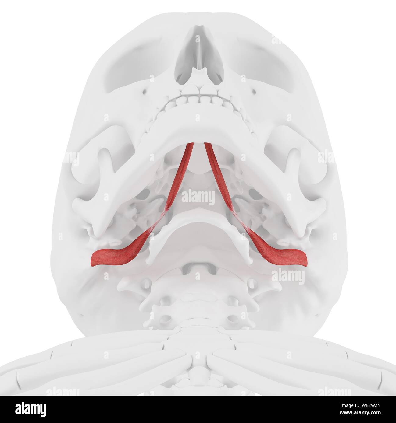 Digastric muscle, computer illustration Stock Photo - Alamy