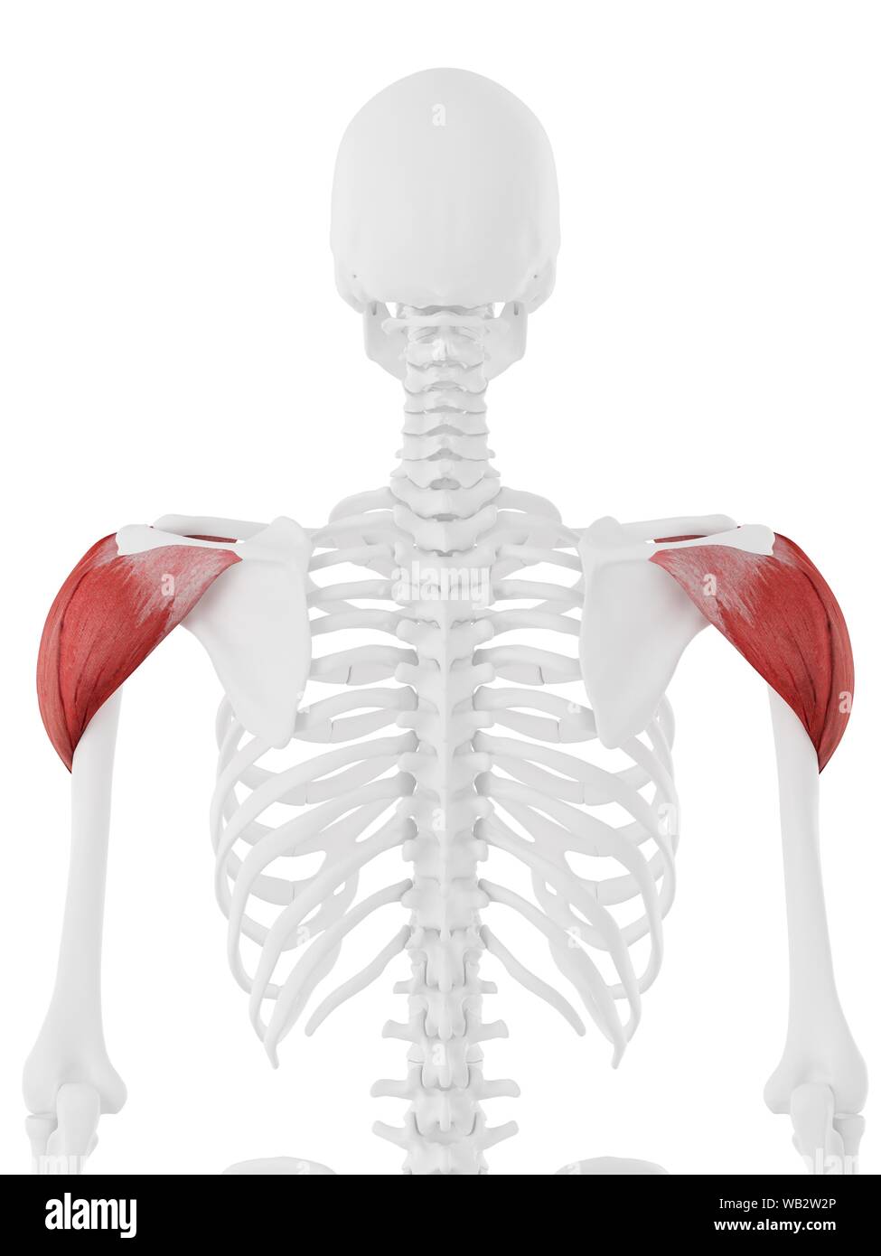 Deltoid muscle hi-res stock photography and images - Alamy