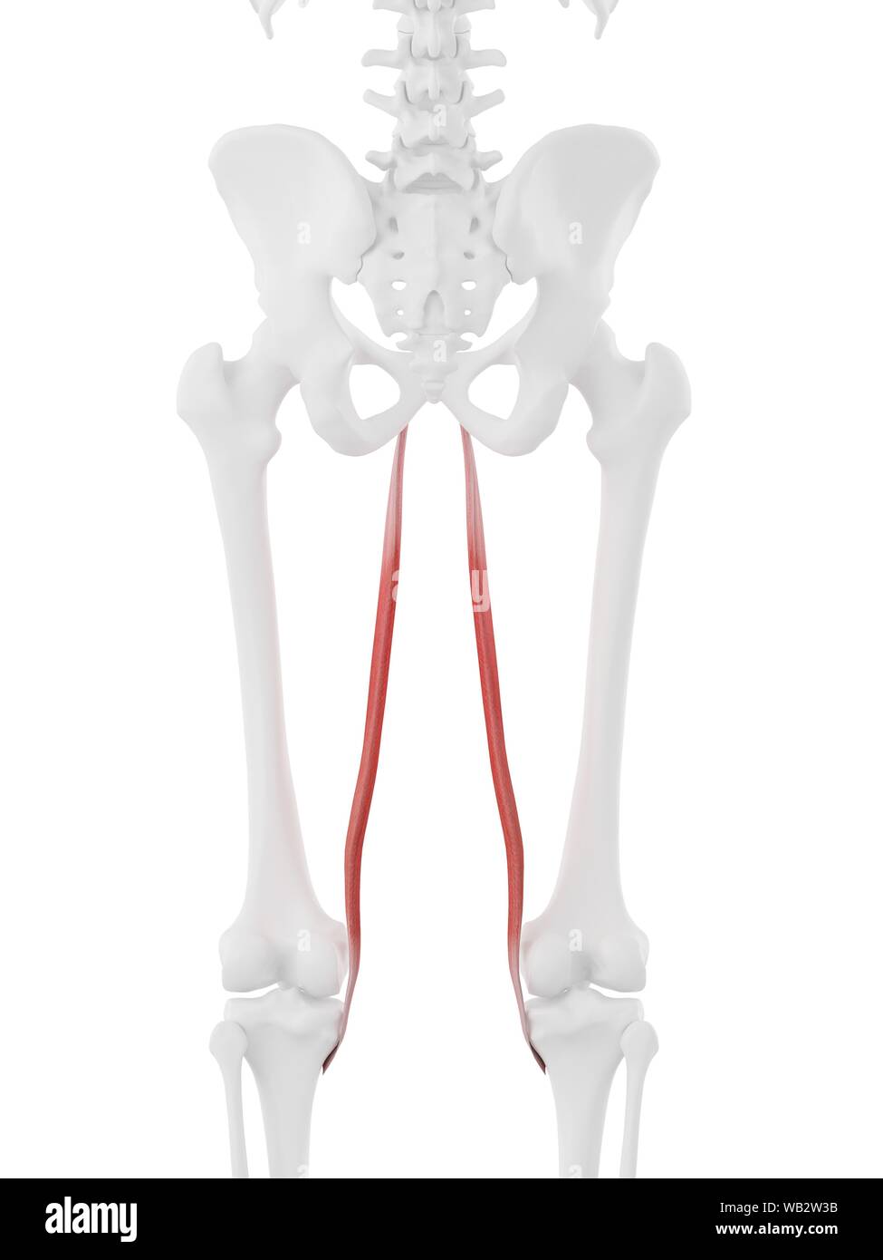 Gracilis muscle, computer illustration Stock Photo - Alamy