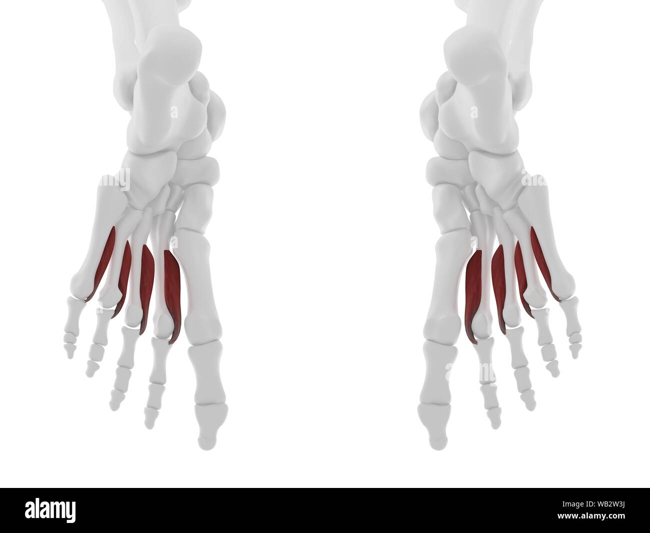 Dorsal Interossei Foot