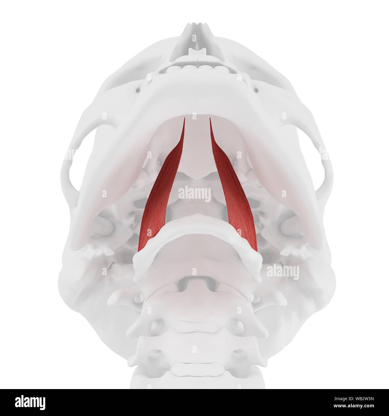 Hyoglossus muscle hi-res stock photography and images - Alamy