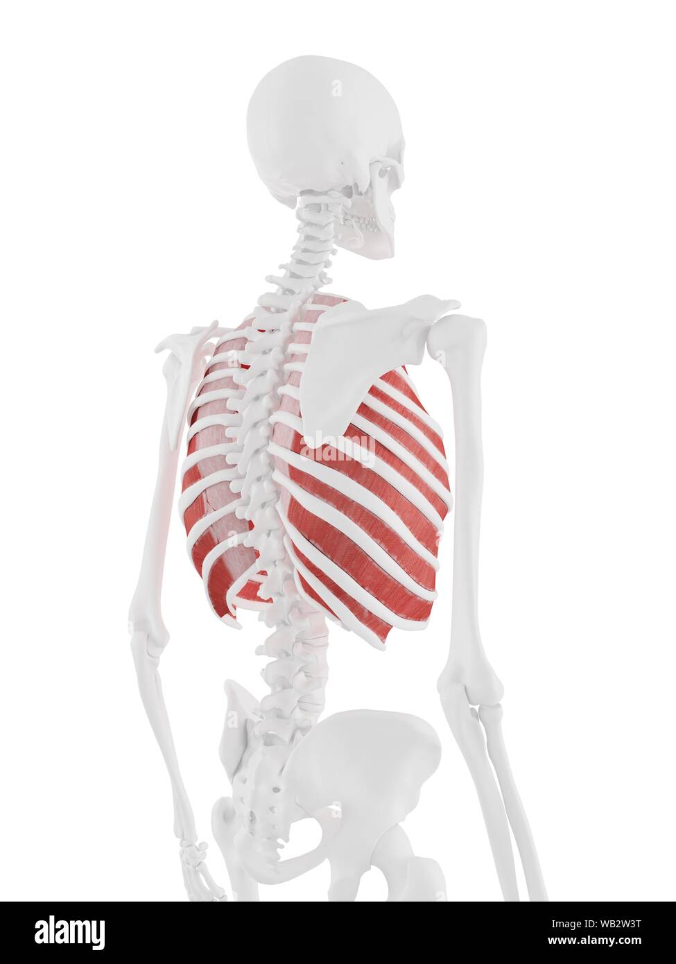 Inner intercostal muscle, computer illustration Stock Photo - Alamy